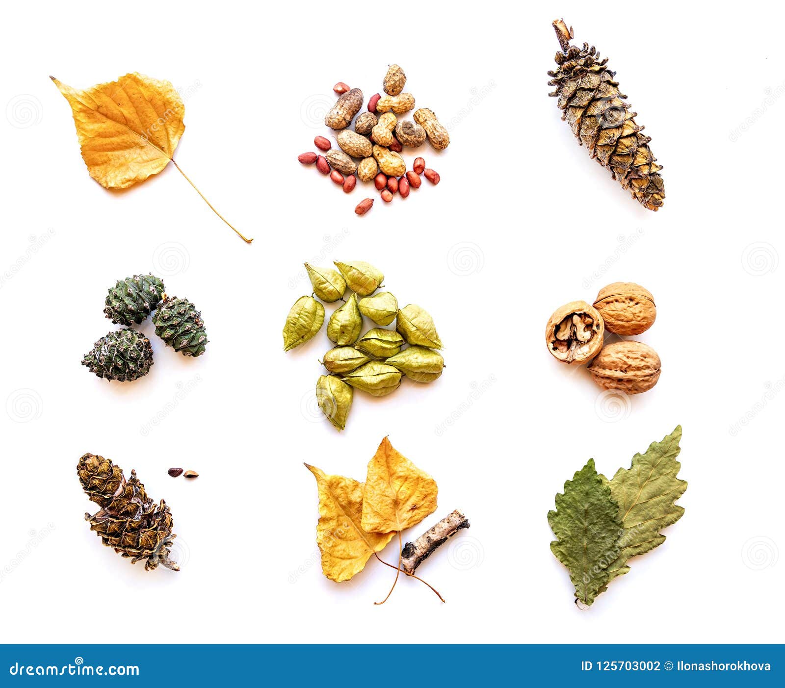 Set of Various Autumn Objects Isolated on White Stock Photo - Image of ...