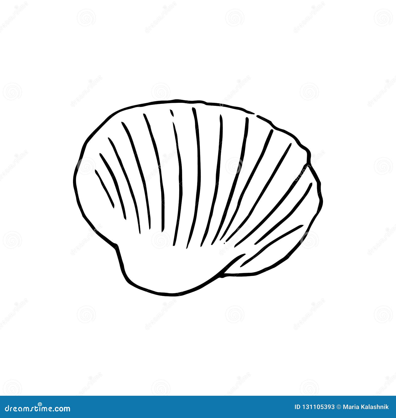 Set of Various Beautiful Mollusk Sea Shells, Sketch Illustration Stock ... Set of Various Beautiful Mollusk Sea Shells, Sketch Illustration Stock ...