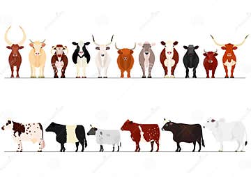 Set of Various Breeds Cow Border Stock Vector - Illustration of cattle ...