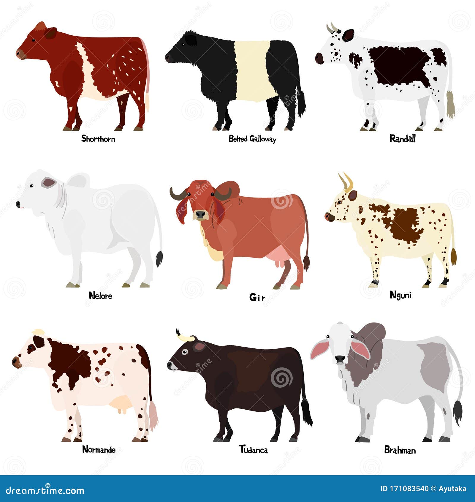 Various Breeds Of Cattle Border Vector Illustration | CartoonDealer.com ...