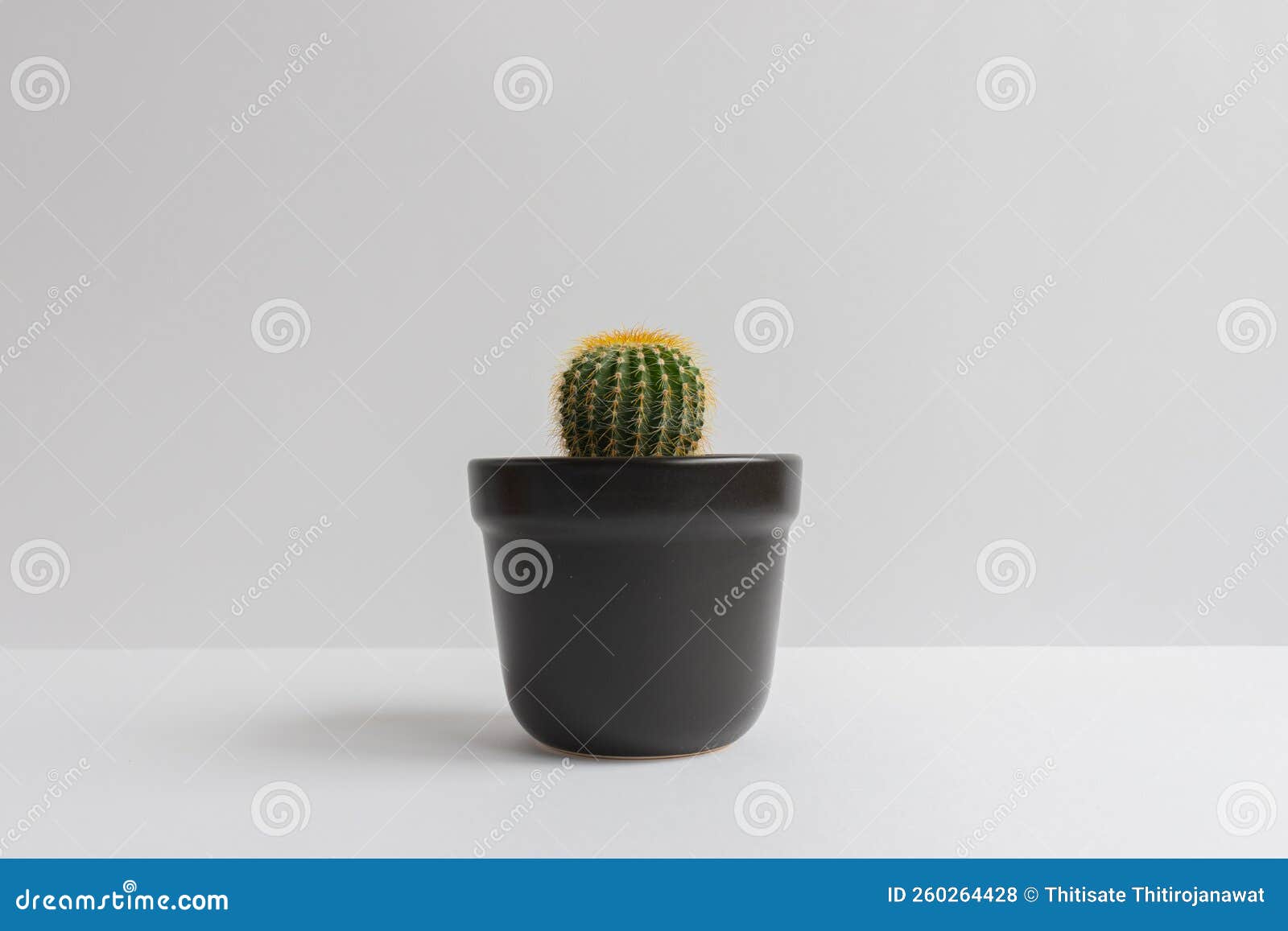 Cactus on the Table with the Background for Use As Wallpaper Stock ...