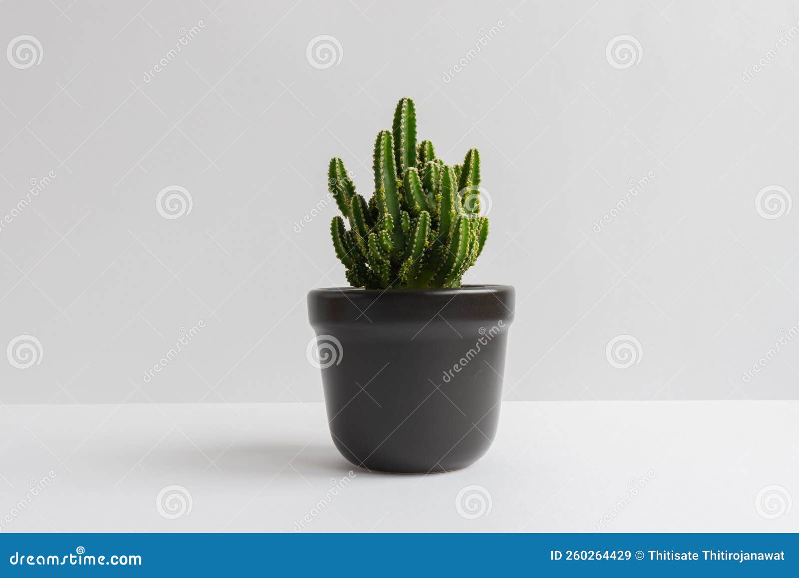 Cactus on the Table with the Background for Use As Wallpaper Stock ...