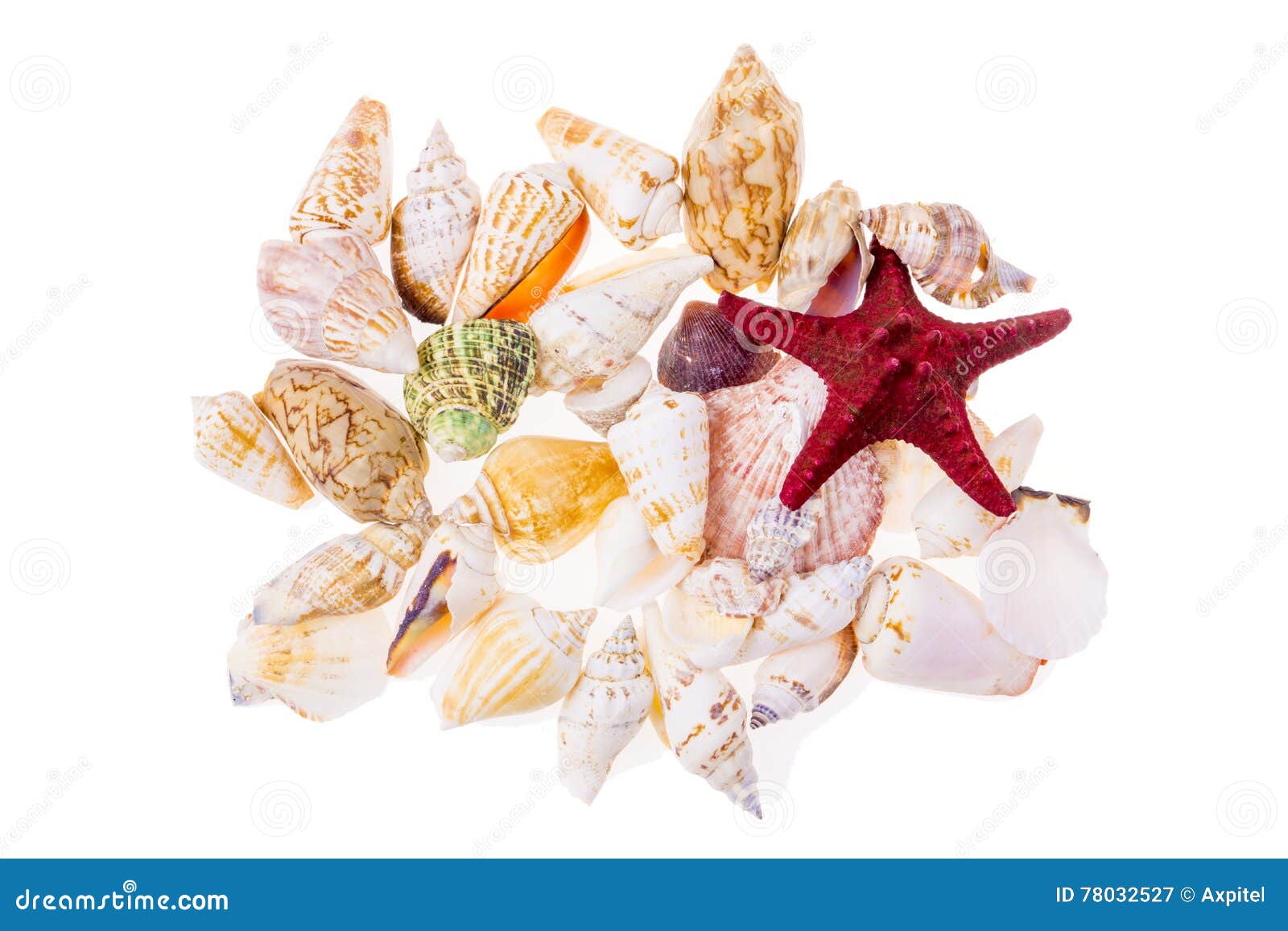 Set of Various Colorful Seashells Stock Image - Image of nature ...