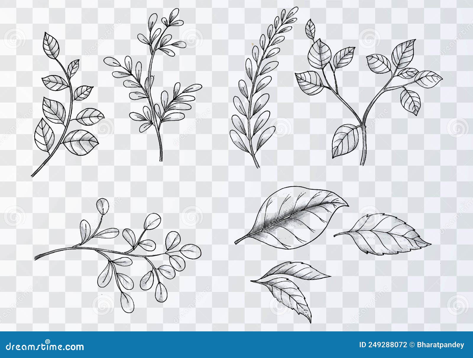 Set of Various Hand Draw Sketch Leaves on Transparent Background Stock ...