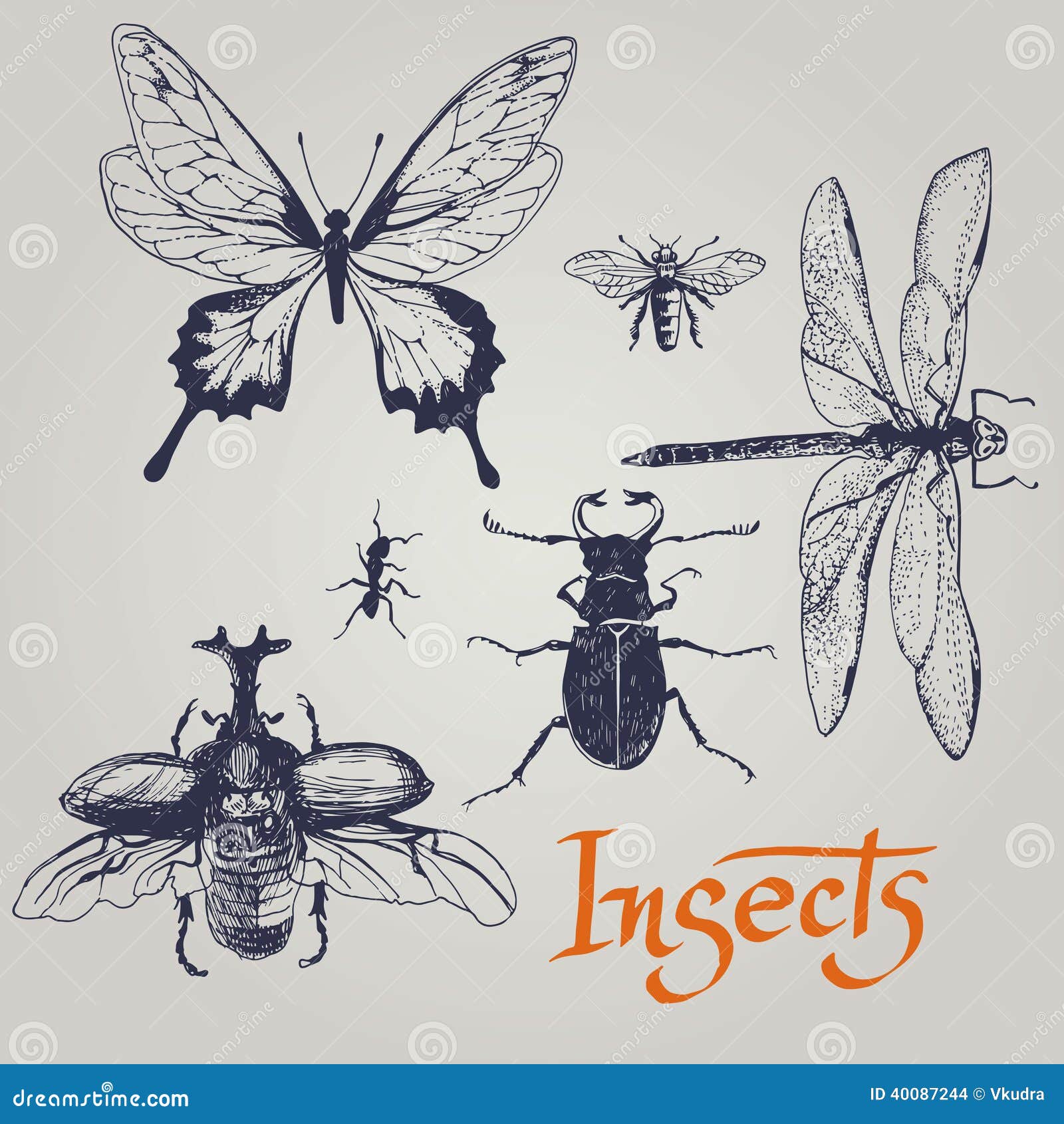 Set of Various Insects. Vector Stock Vector - Illustration of animal ...