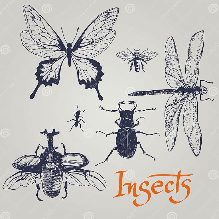 Set of Various Insects. Vector Stock Vector - Illustration of animal ...