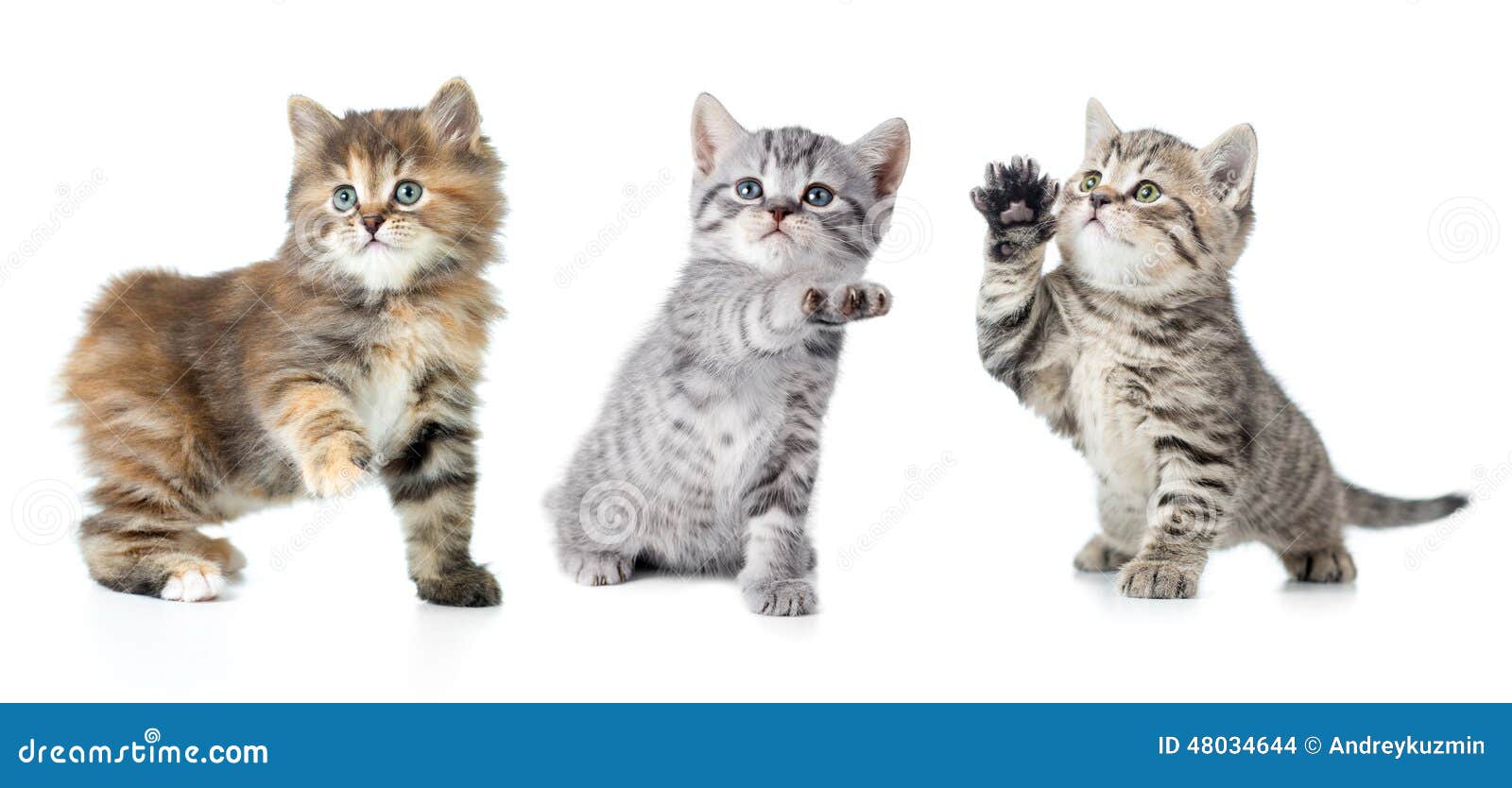 Funny Kitten Pointing Up By One Paw Isolated Royalty-Free Stock Photo ...