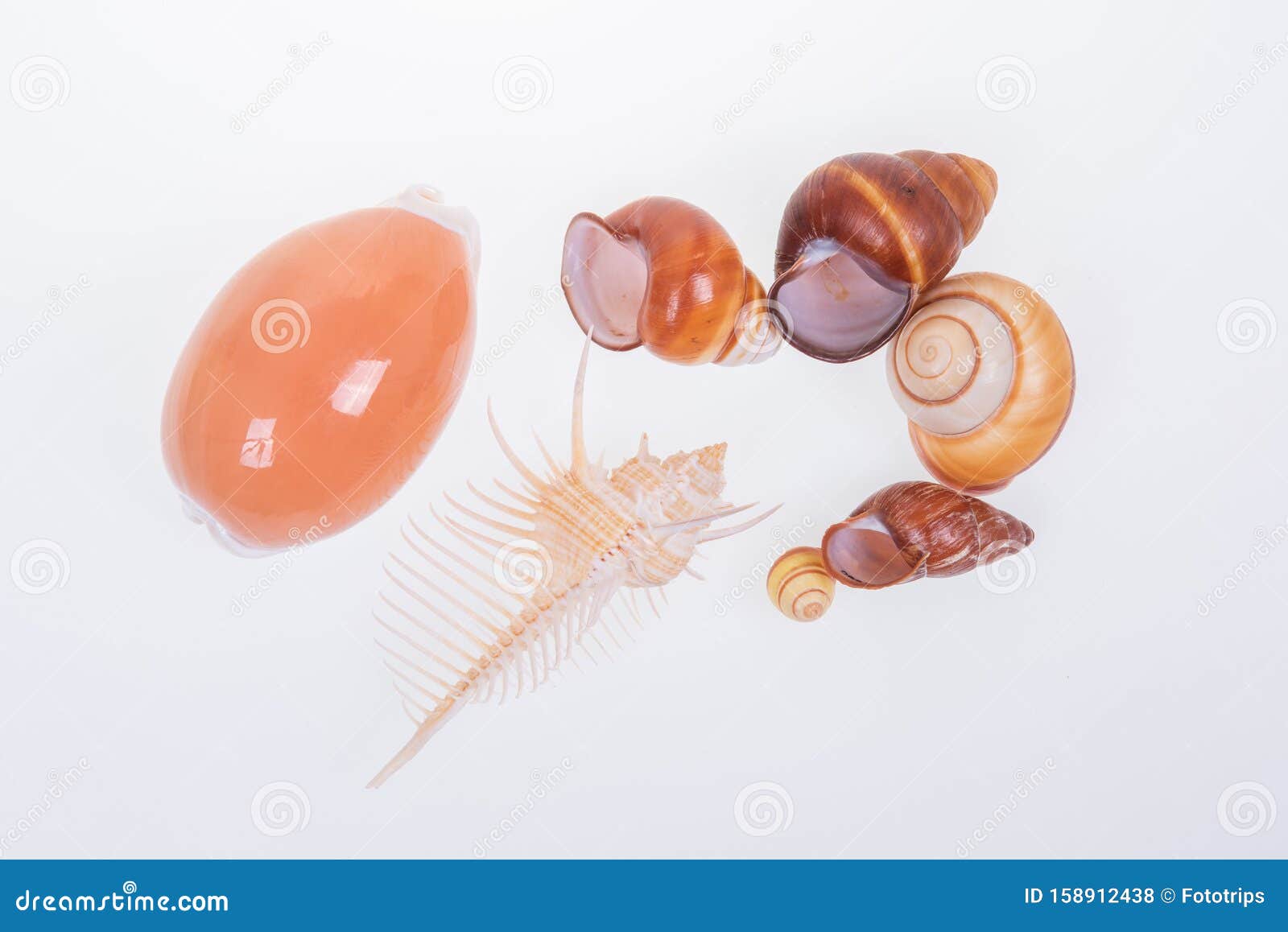 Set of Various Mollusk Shells on White Background Stock Illustration ... Set of Various Mollusk Shells on White Background Stock Illustration ...