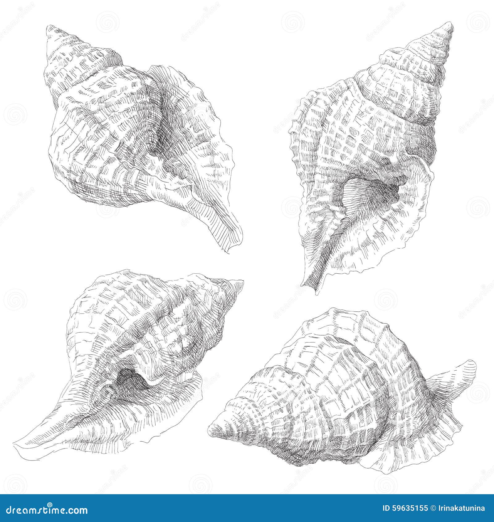 Set of various sea shells stock vector. Illustration of decoration ...