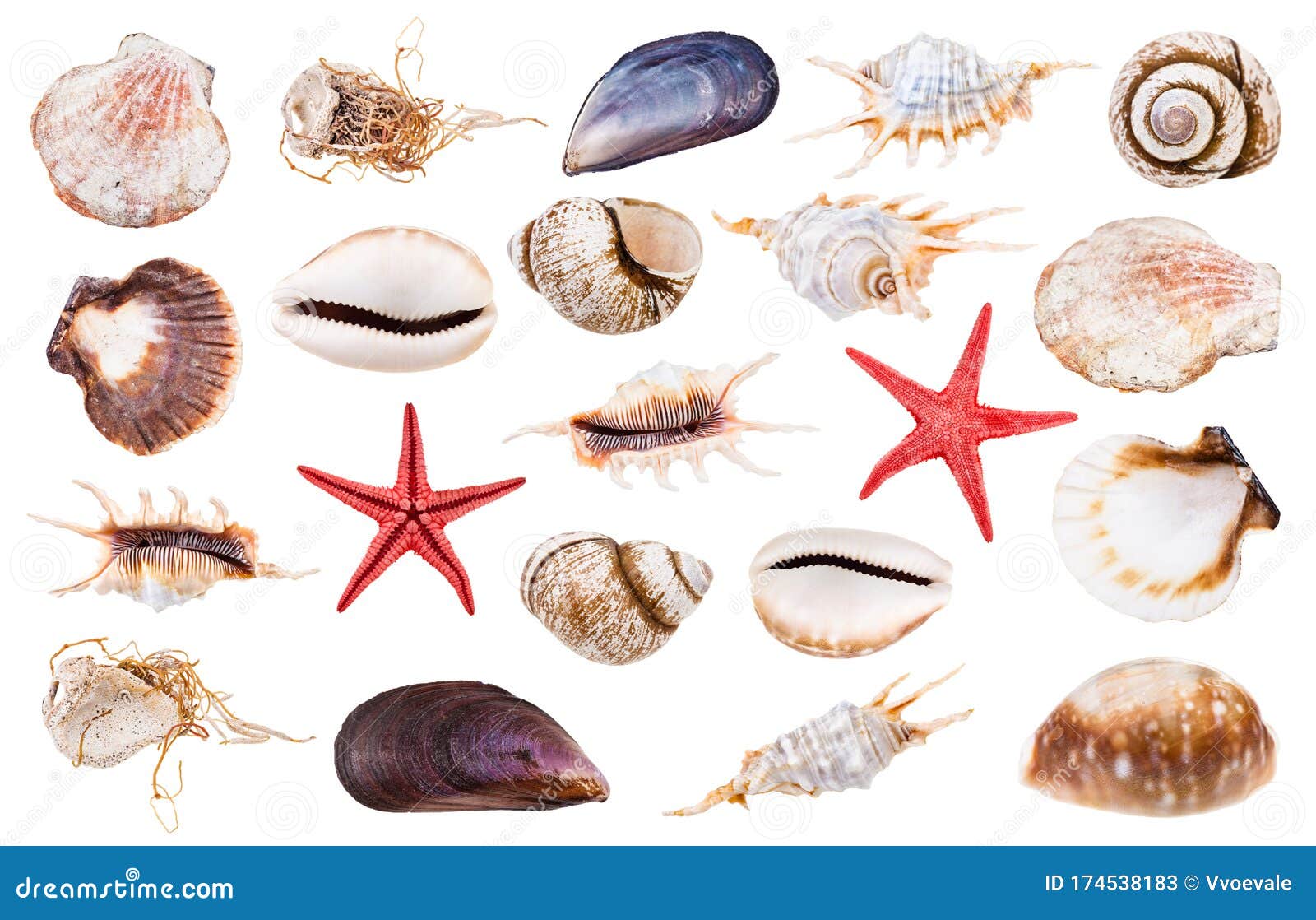 Set of Various Seashells Isolated on White Stock Image - Image of conch ...