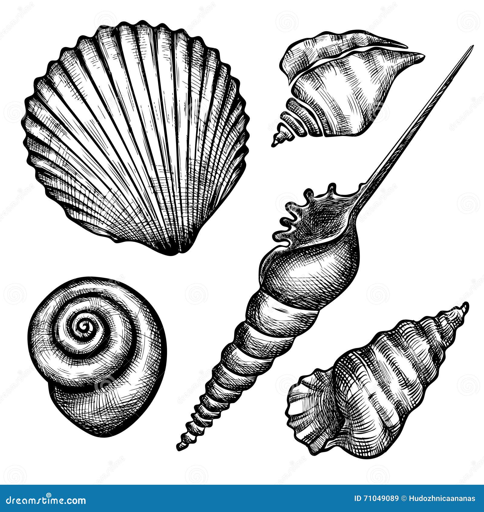 Set Engraving Seashells Stock Illustrations – 267 Set Engraving ...