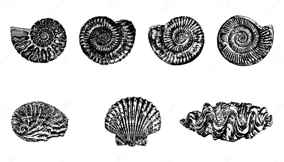 Set of Various Shell Fossil of Ammonite, Abalone, Scallop, Vector ...