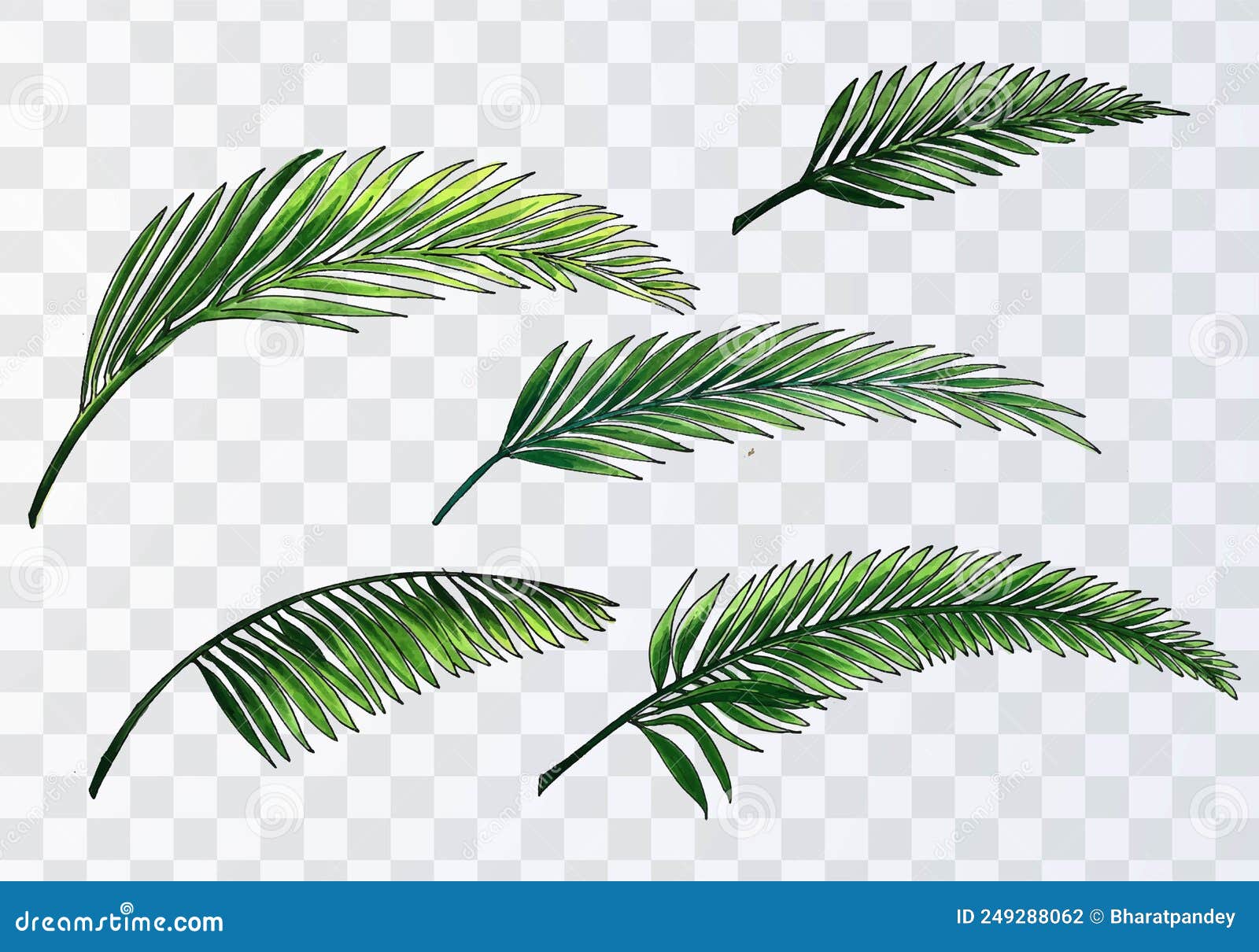 Set of Various Watercolor Palm Leaves on Transparent Background Stock ...