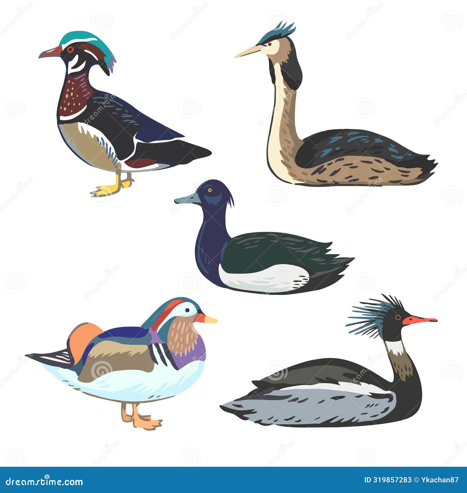 Set of Various Waterfowl, Different Types of Ducks and Grebe. Vector ...
