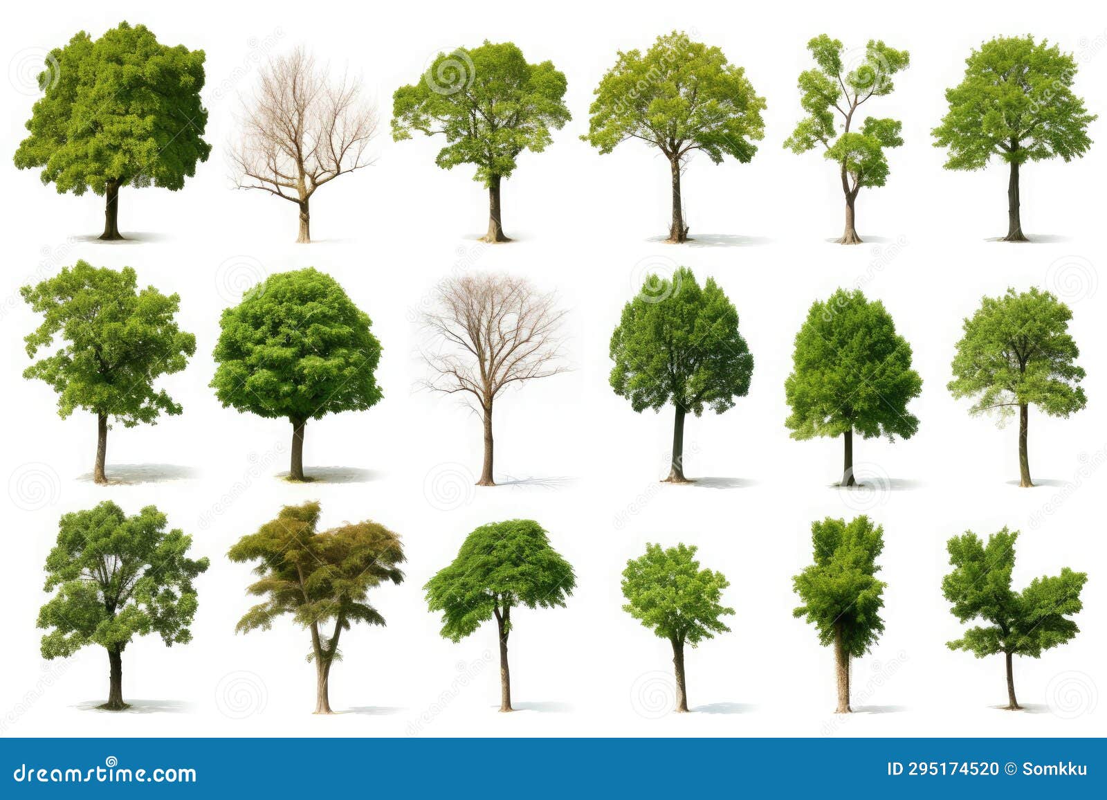 A Set of Varities of Tree Isolate on White Backgroung Stock Photo ...