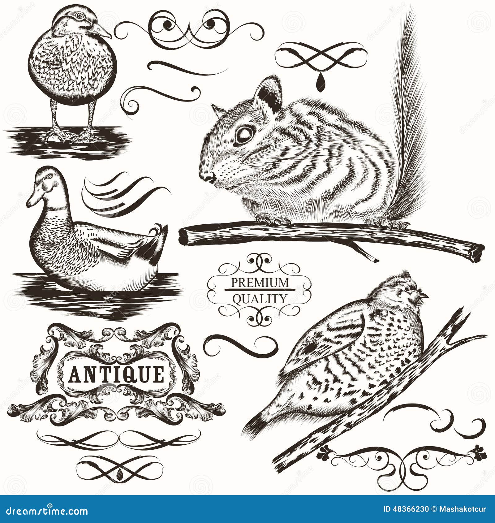 Set of Vector Animals and Calligraphic Elements Stock Vector ...