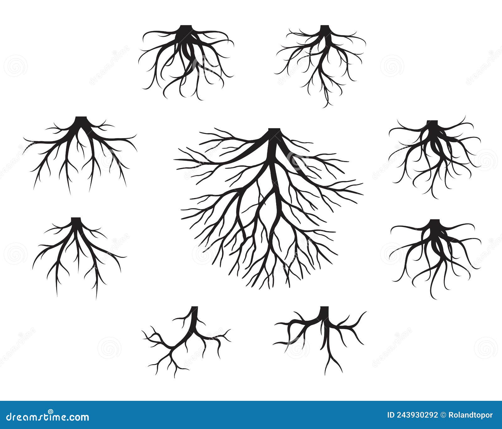 Set Vector Black Roots. Vector Outline Illustration Stock Vector ...