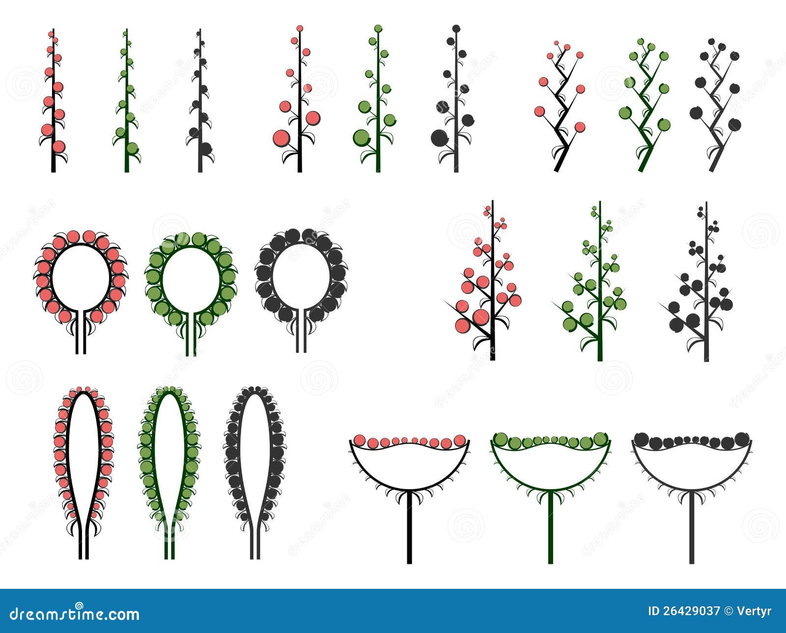 Set of Vector Different Types of Inflorescence. Stock Vector ...