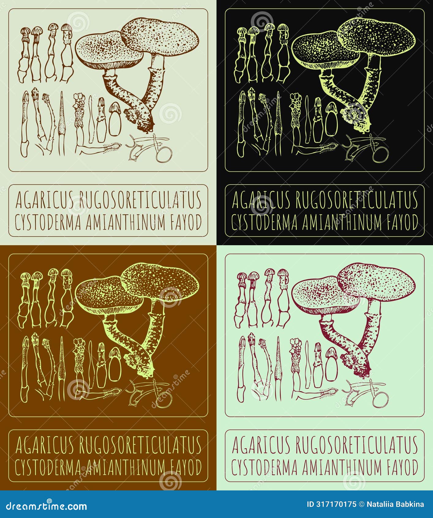 Cystoderma Amianthinum Parasol, Saffron Powder-cap, Small Orange-ochre ...