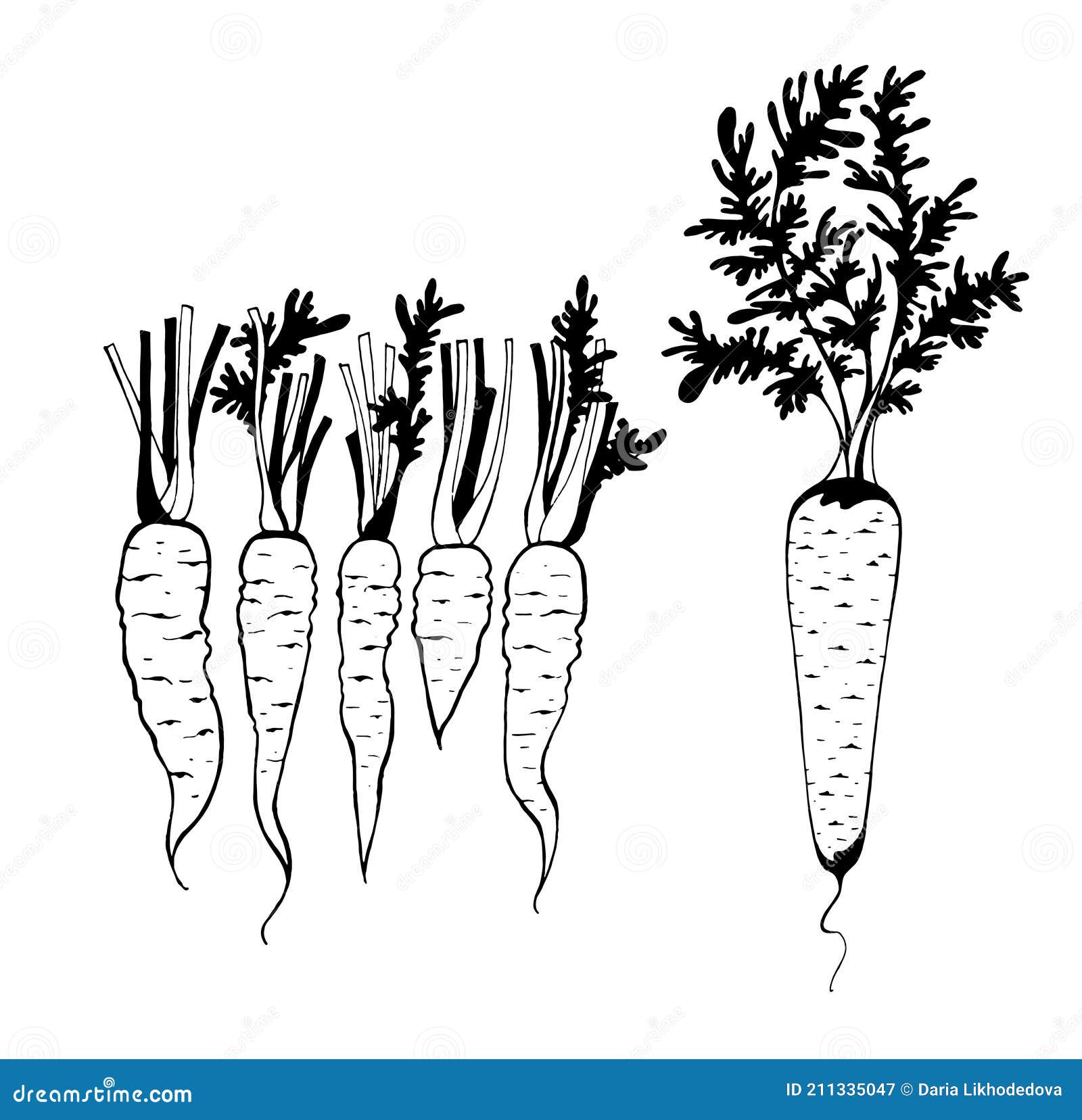 Set vector drawing carrot stock vector. Illustration of isolated ...