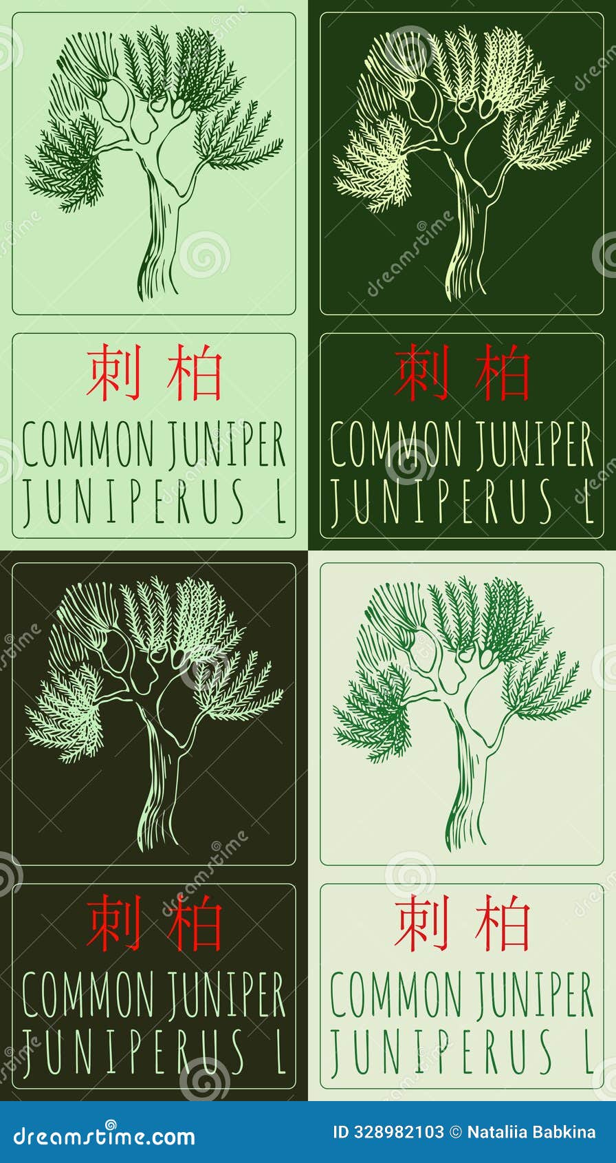 3d Illustration Of Juniperus Sabina Snow Covered Tree Isolated On Black ...