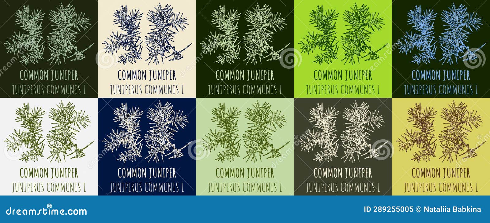Set Of Vector Drawing Of COMMON JUNIPER In Various Colors. Hand Drawn ...