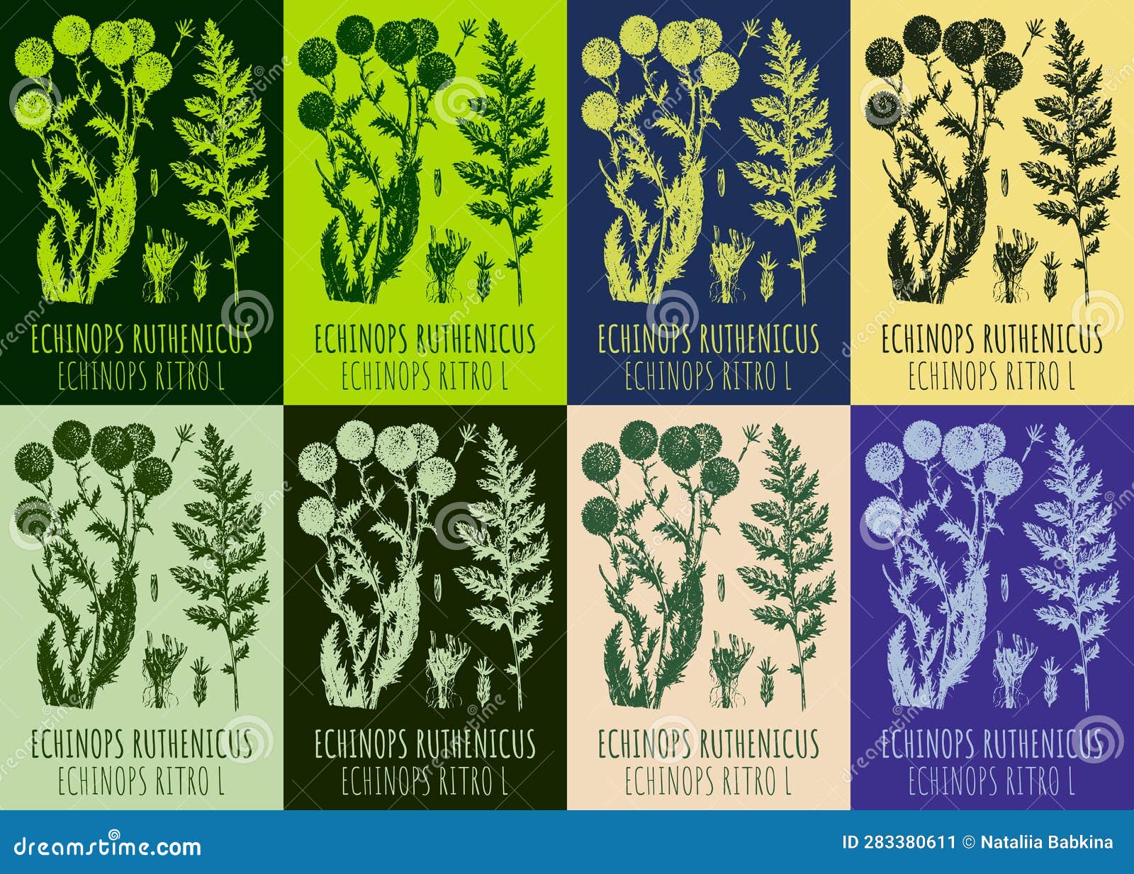 Set of Vector Drawing ECHINOPS RUTHENICUS in Various Colors. Hand Drawn ...