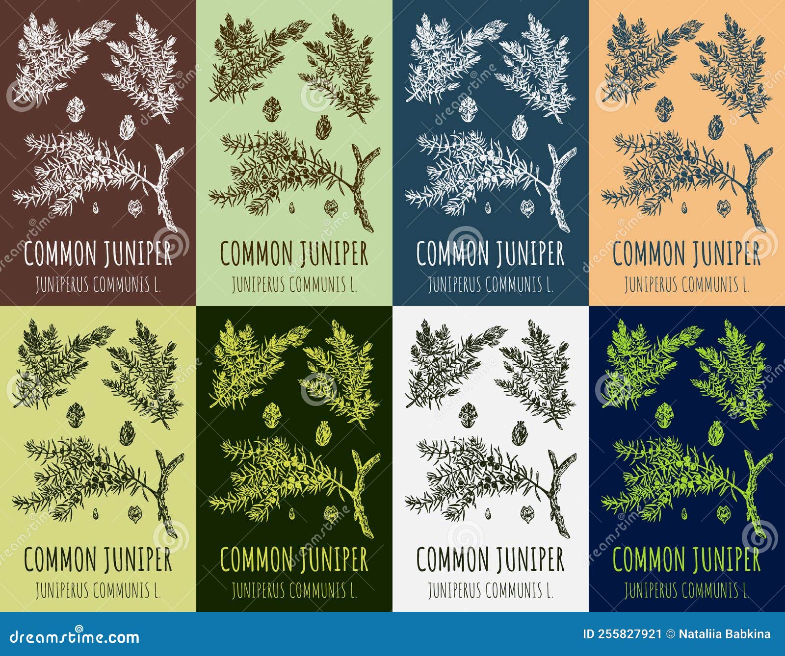Set of Vector Drawing of Juniper in Various Colors. Hand Drawn ...