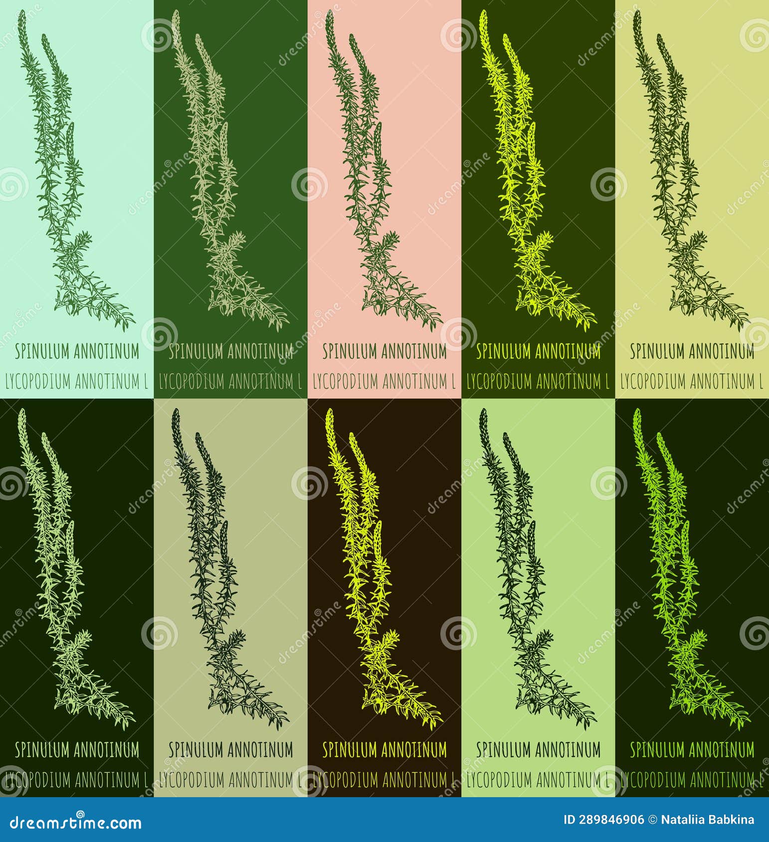 Set Of Vector Drawing Of SPINULUM ANNOTINUM In Various Colors. Hand Drawn Illustration. Latin ...