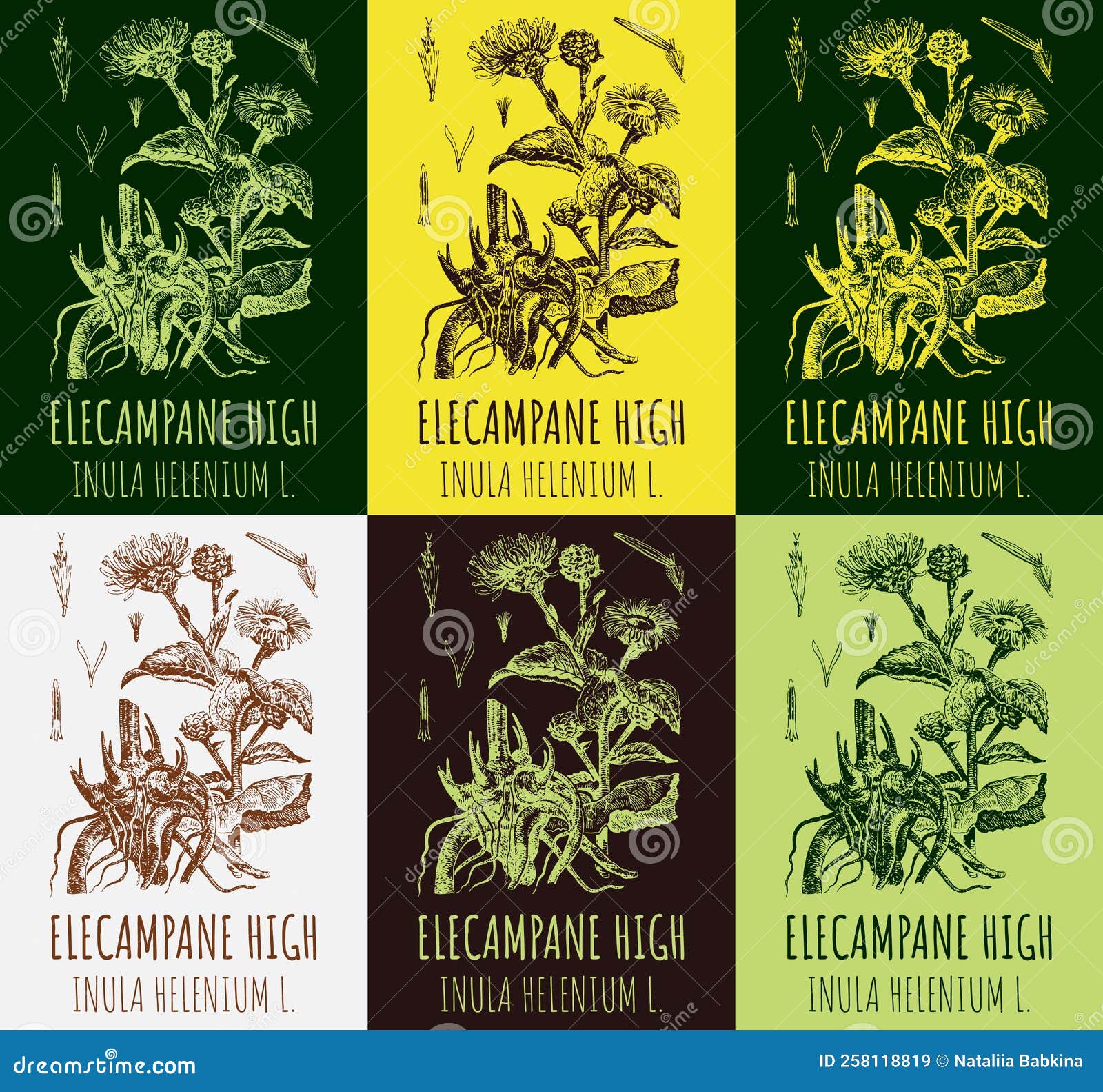 Elecampane Hand Drawn Realistic Sketch Cartoon Vector | CartoonDealer ...