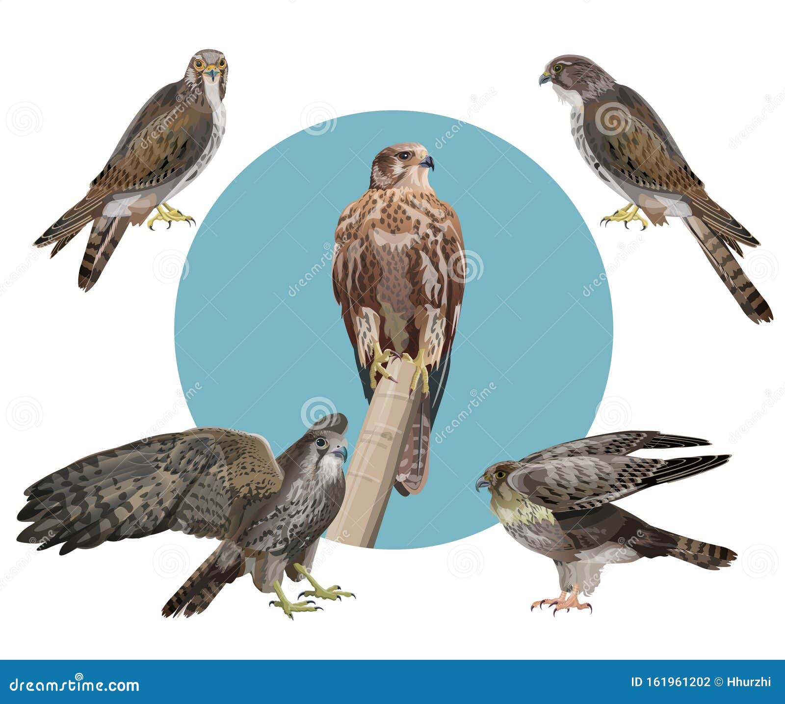 Realistic Peregrine Falcon Sitting On A Branch, Isolated On Gray ...