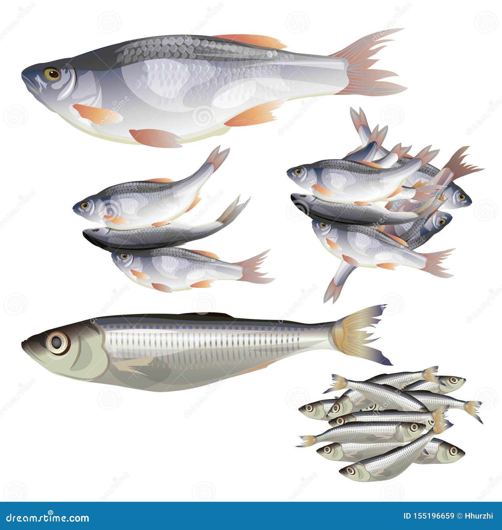 Roach And Dace Vintage Illustration Cartoon Vector | CartoonDealer.com ...