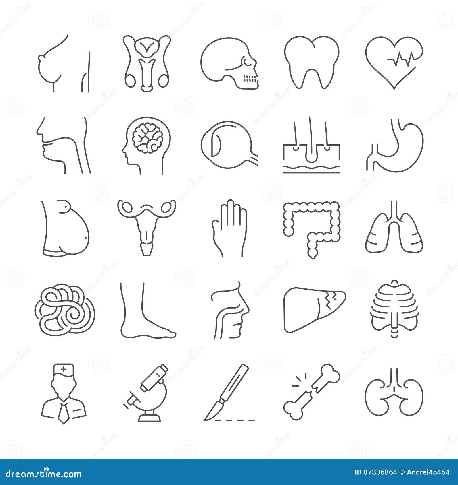 Set Vector Flat Line Icons Anatomy Stock Illustration - Illustration of ...