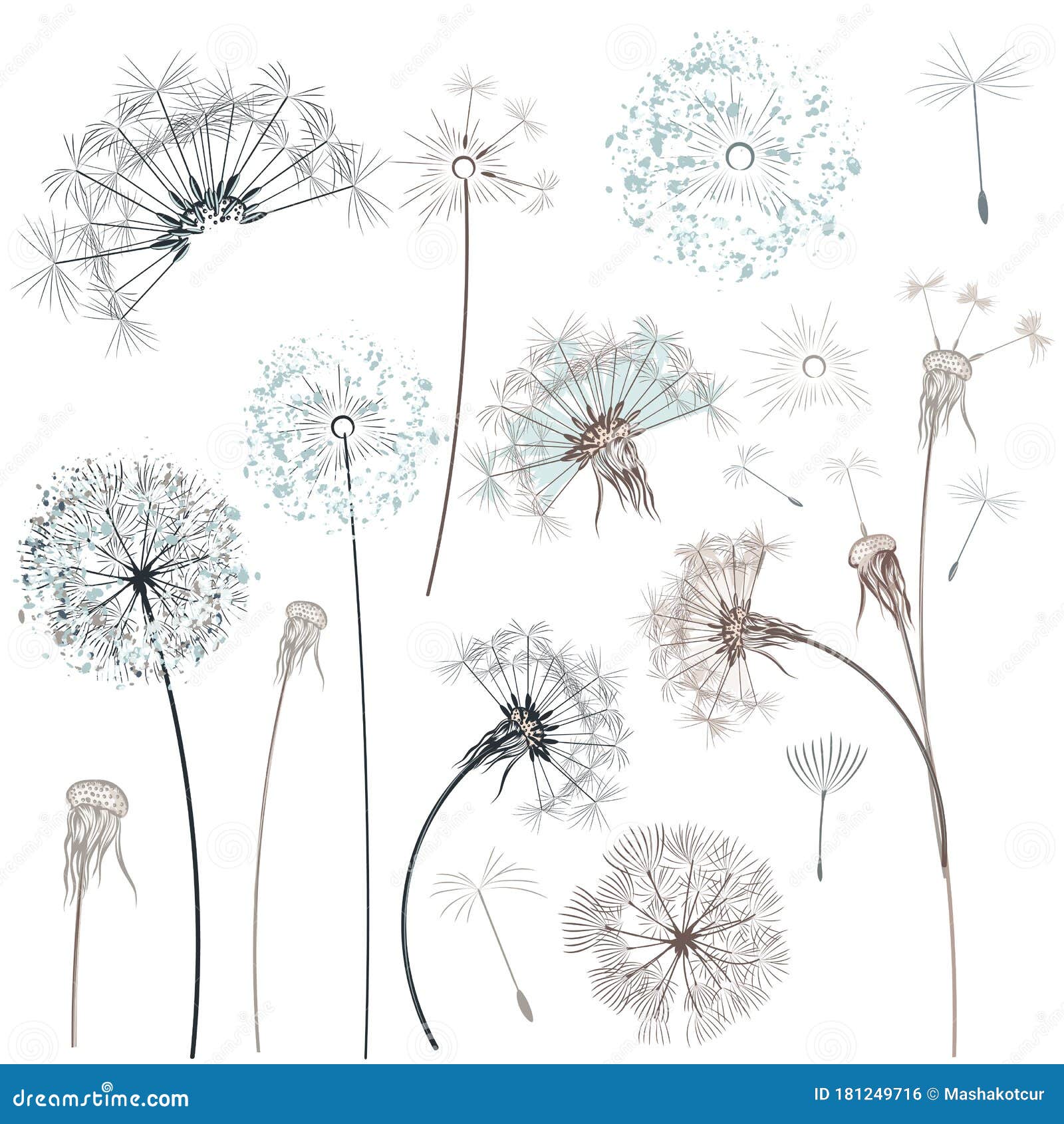 Set of Vector Hand Drawn Dandelions for Design Stock Vector ...