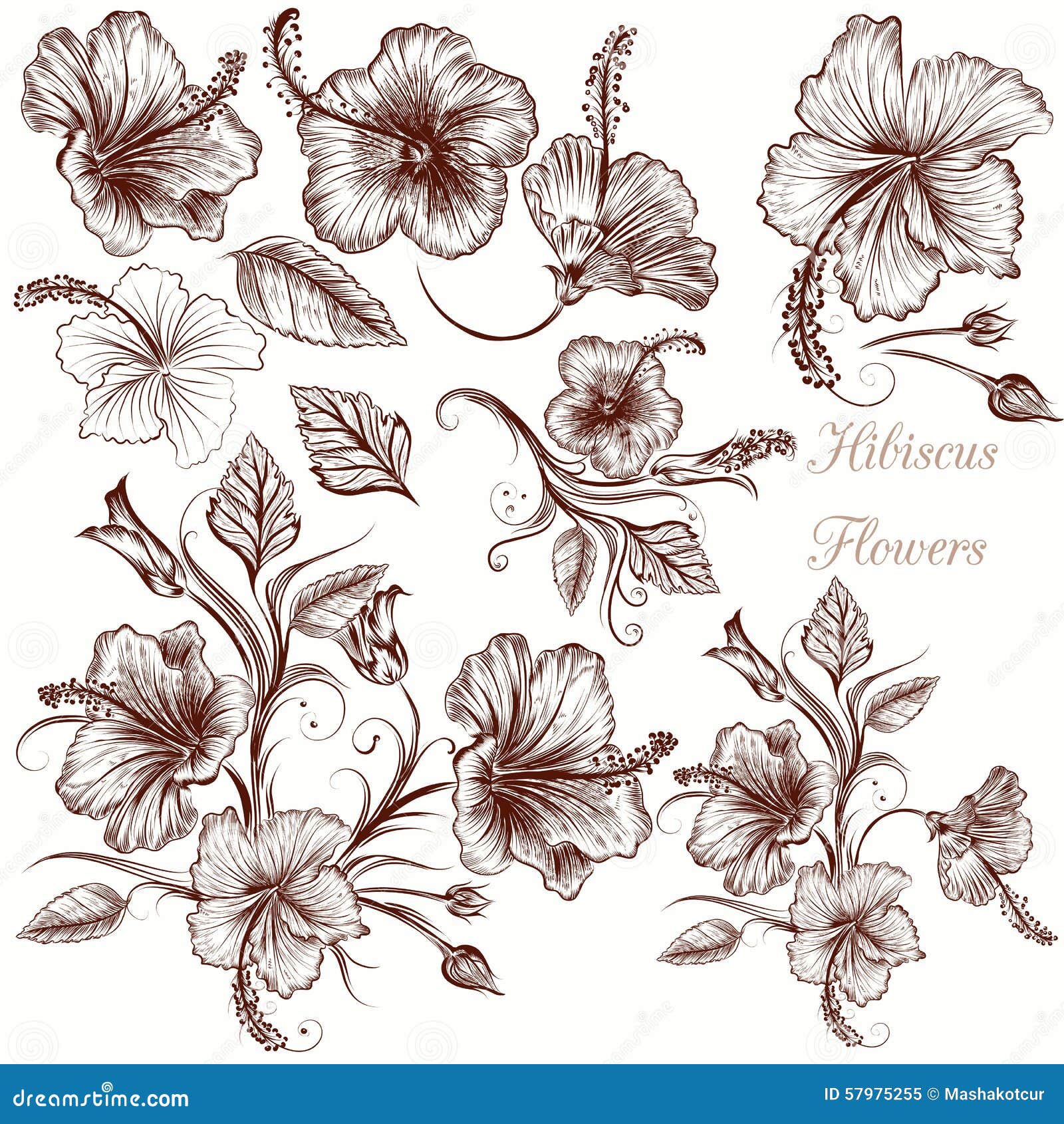 Set Of Vector Hand Drawn Hibiscus Flowers Stock Vector Illustration