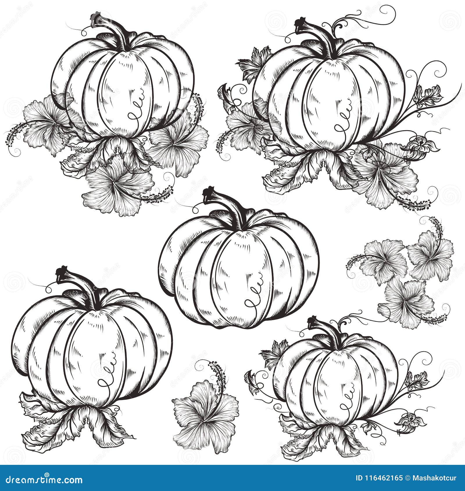 Set of Vector Hand Drawn Pumpkins Design Stock Vector - Illustration of ...