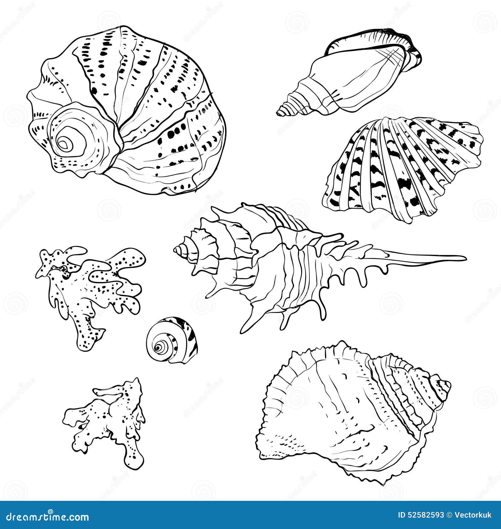 Set of Vector Hand Drawn Seashells Stock Vector - Illustration of ...