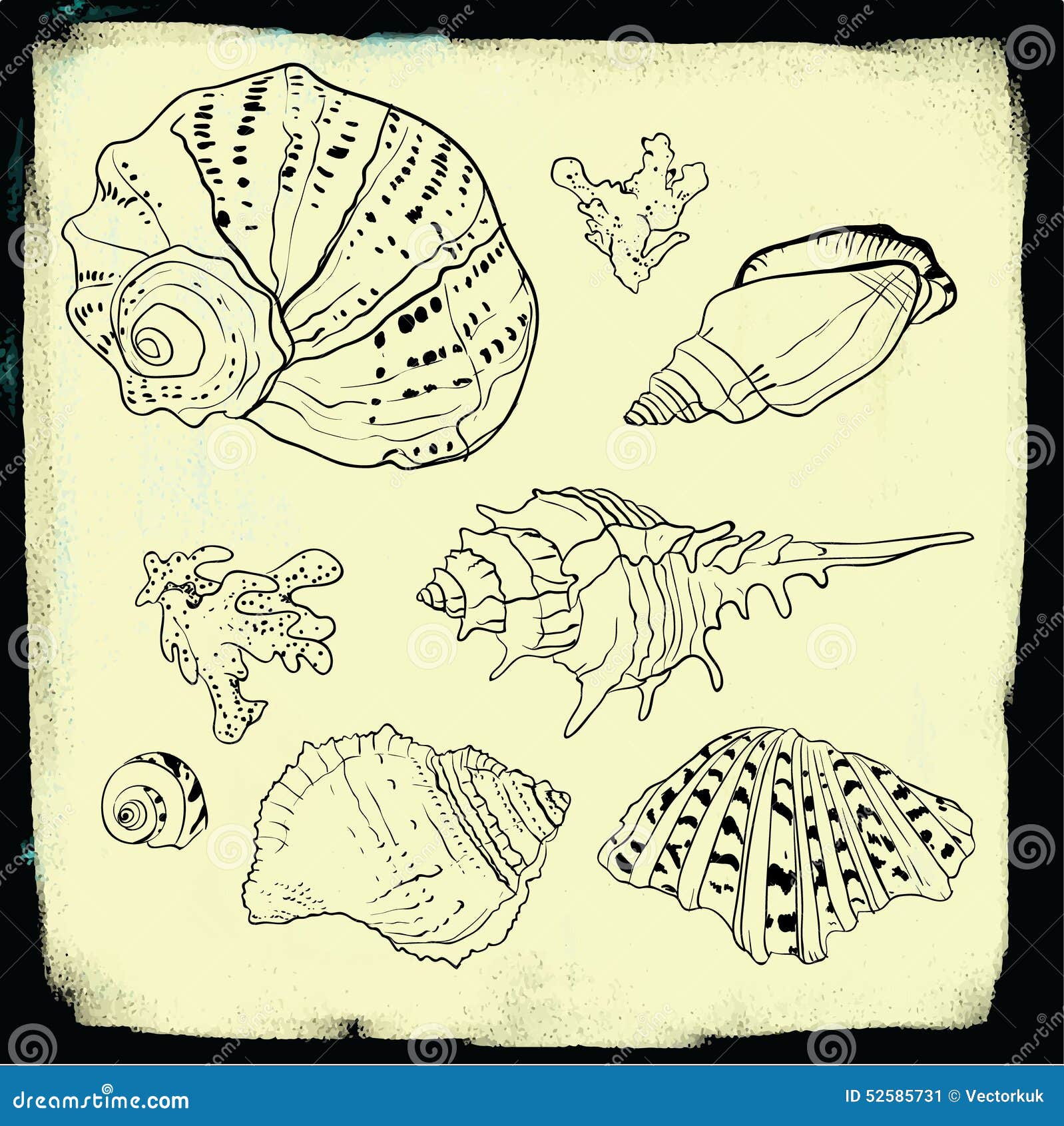 Set of Vector Hand Drawn Seashells Stock Vector - Illustration of ...