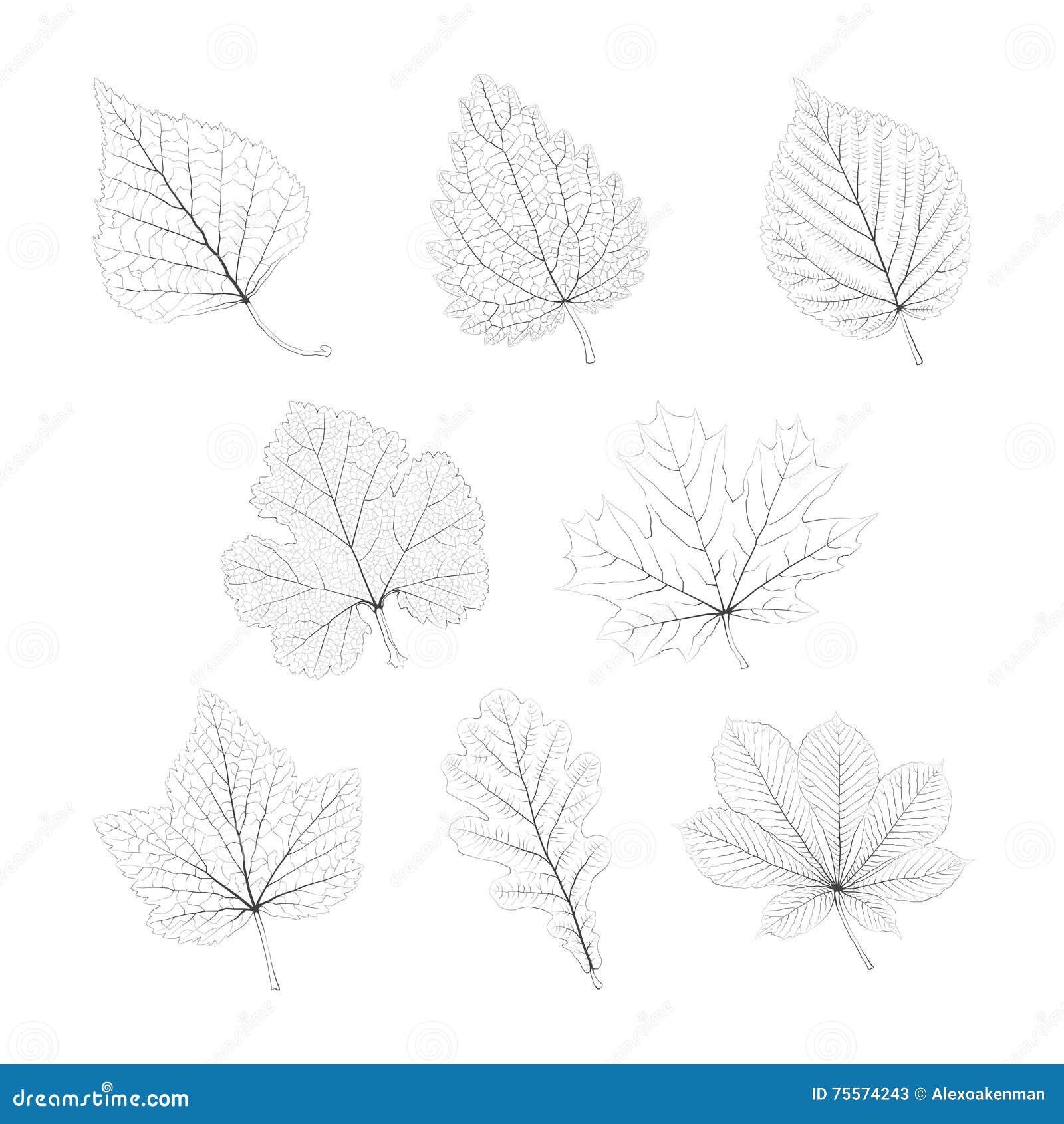 Set of Vector Isolated Monochrome Single Leaves Stock Vector ...