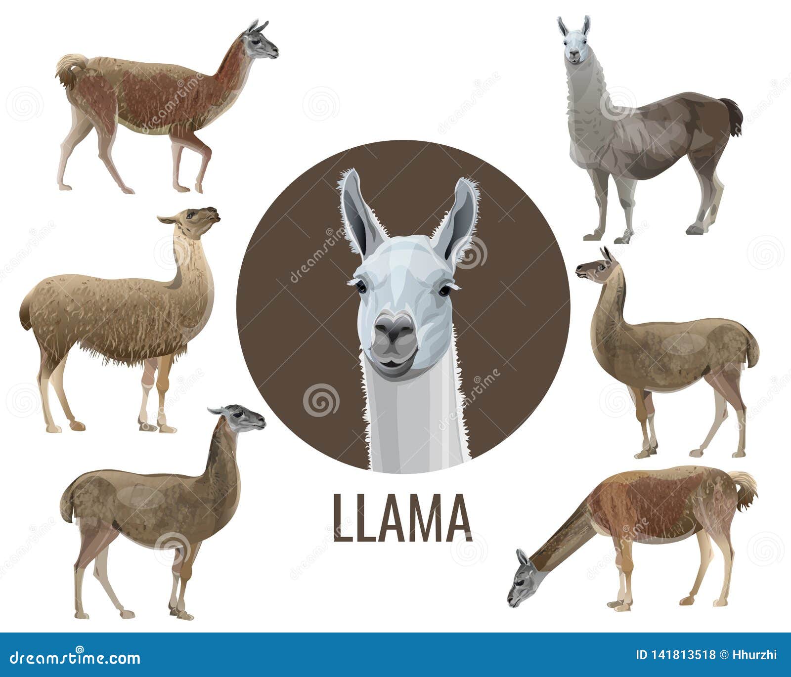 Vector Set Of Llamas In Pastel | CartoonDealer.com #117285034