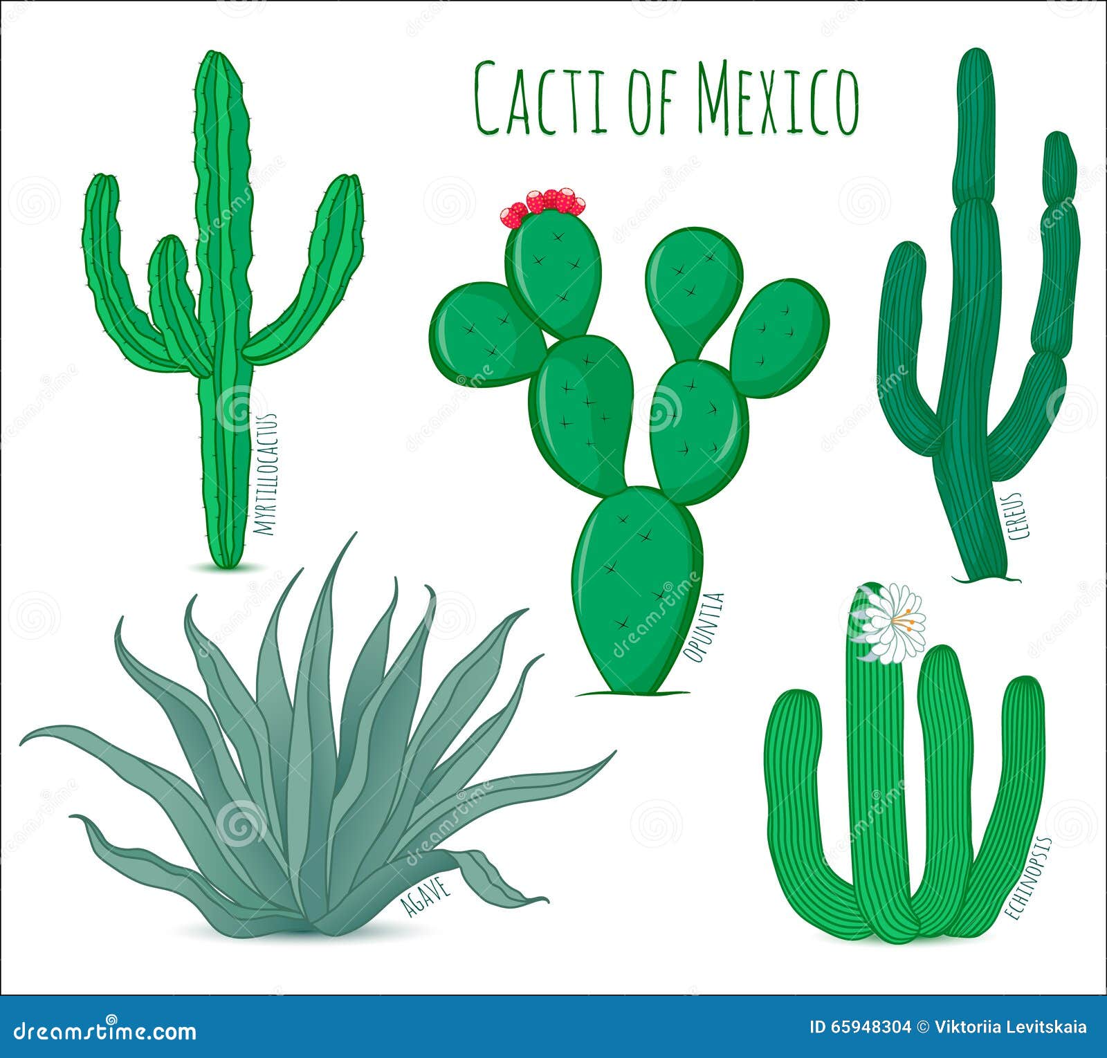 Set of Vector Mexican Cacti Stock Vector - Illustration of sign, flower ...