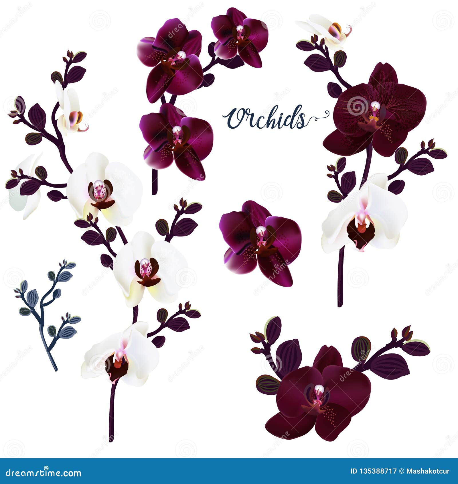 Set of Vector Orchids for Design Stock Vector - Illustration of ...