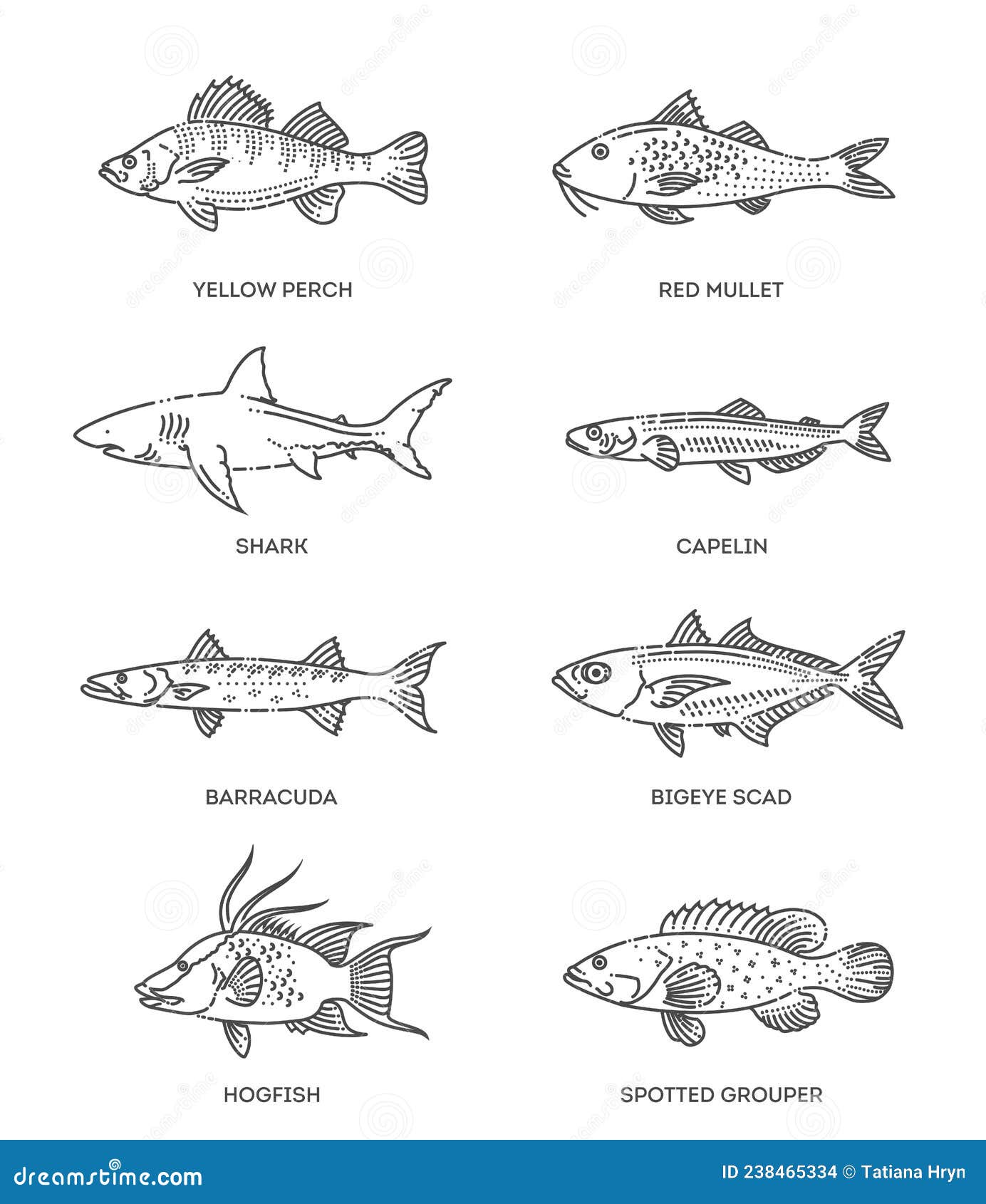 Outline Fish Layout Vector Illustration | CartoonDealer.com #181067592