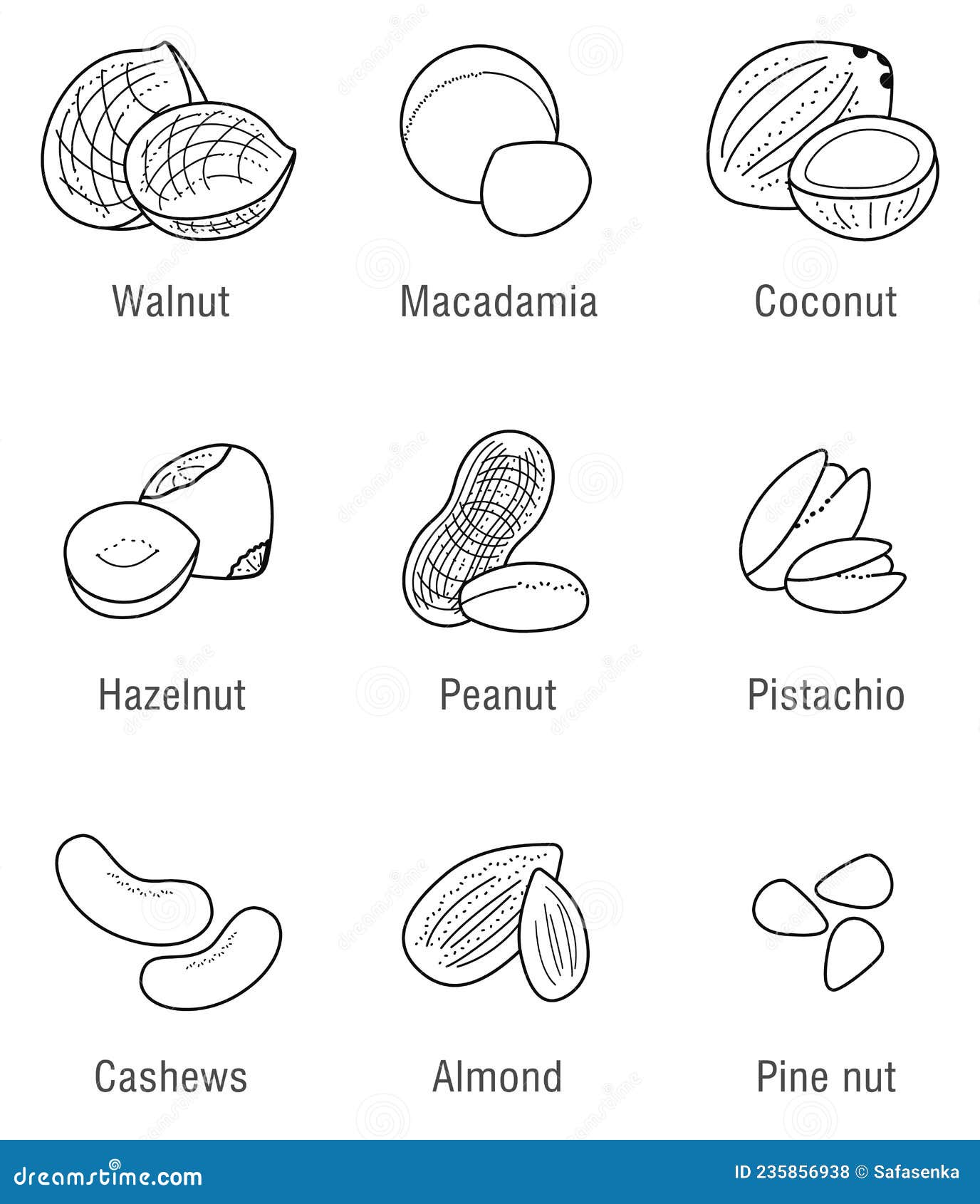 Set of various nuts stock illustration. Illustration of food - 235856938