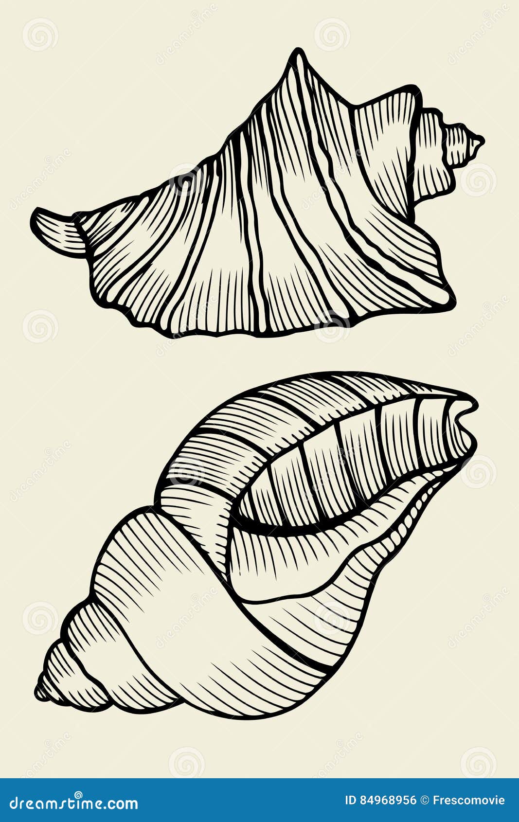 Set of Vector Vintage Seashells Stock Vector - Illustration of conch ...