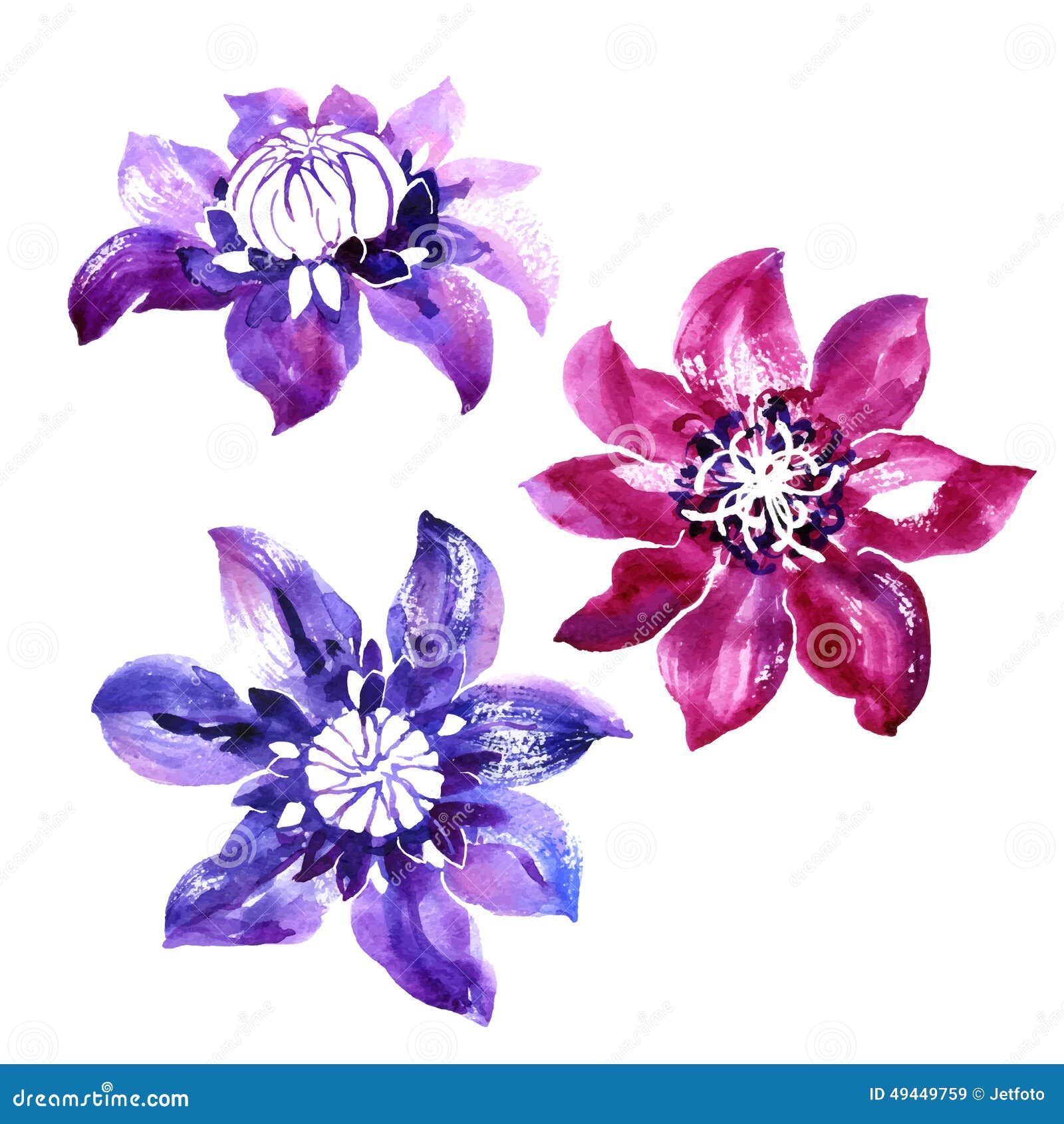 Collection Set Of Clematis Flower And Leaves Drawing Illustration ...
