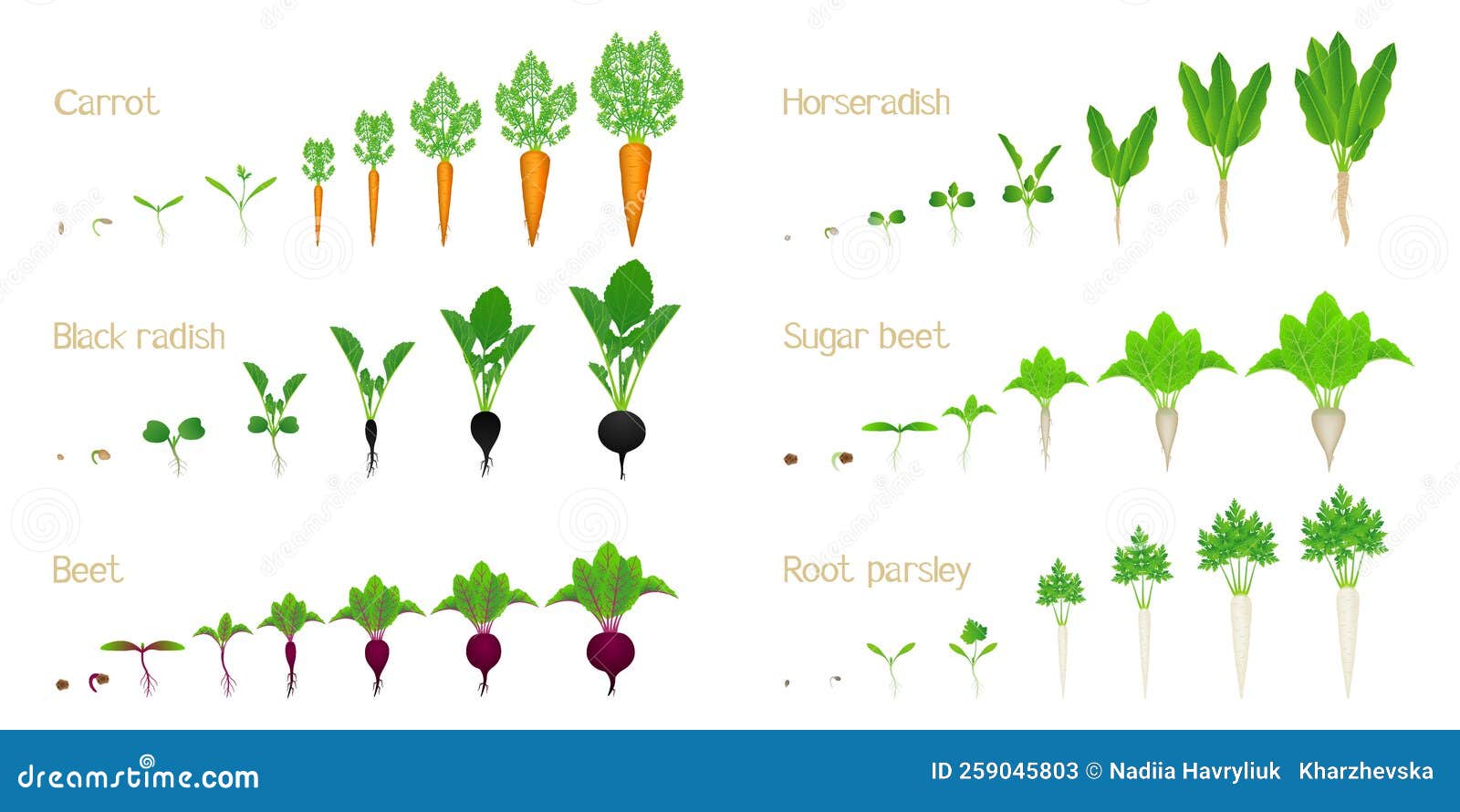 Set of Vegetable Growth Life Cycles on a White Background. Stock Vector ...