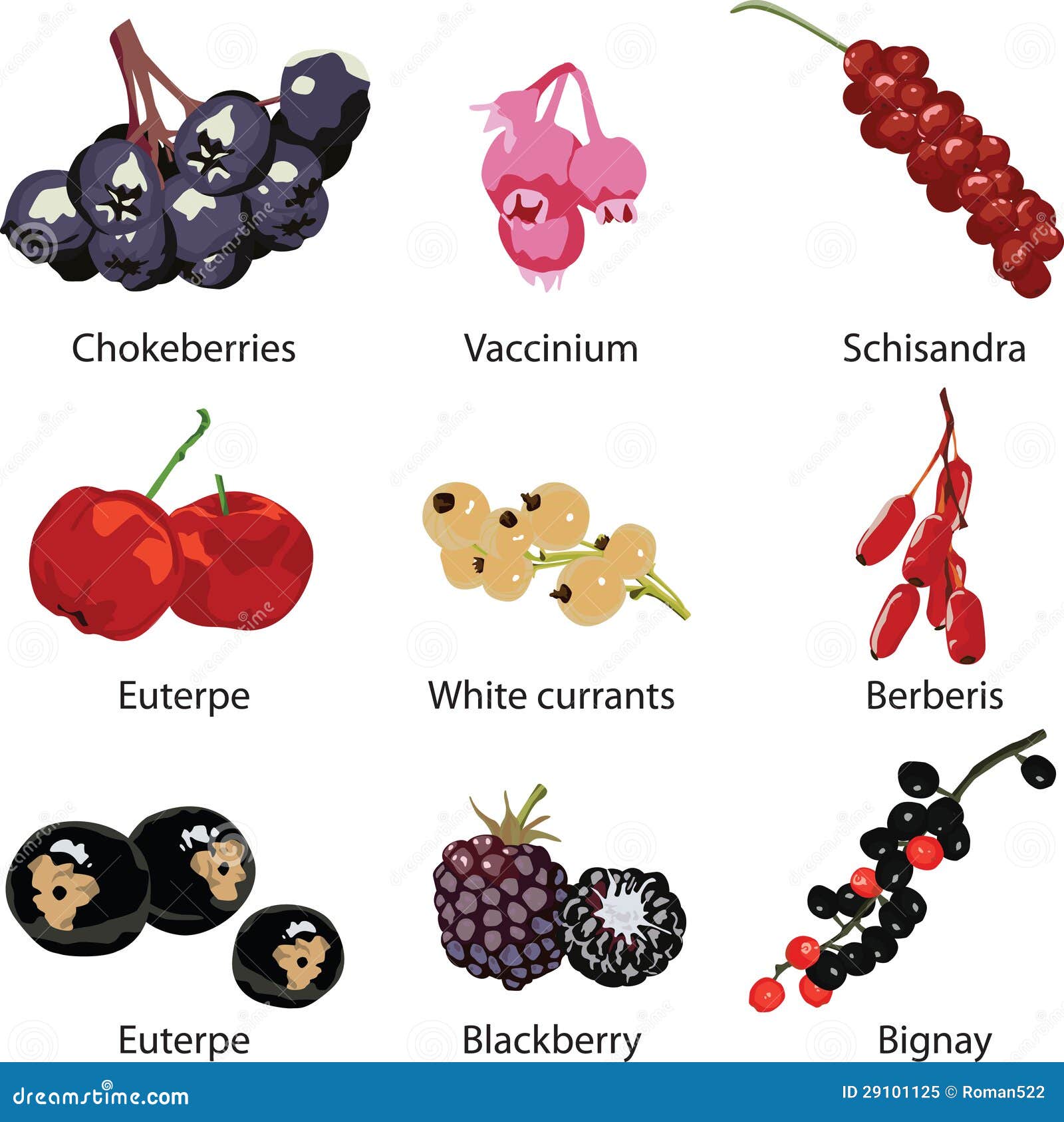 Set verschiedene Beeren vektor abbildung. Illustration von koch - 29101125