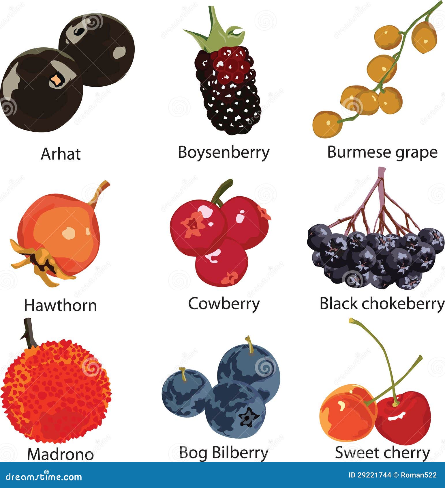 Set verschiedene Beeren vektor abbildung. Illustration von blaubeere ...