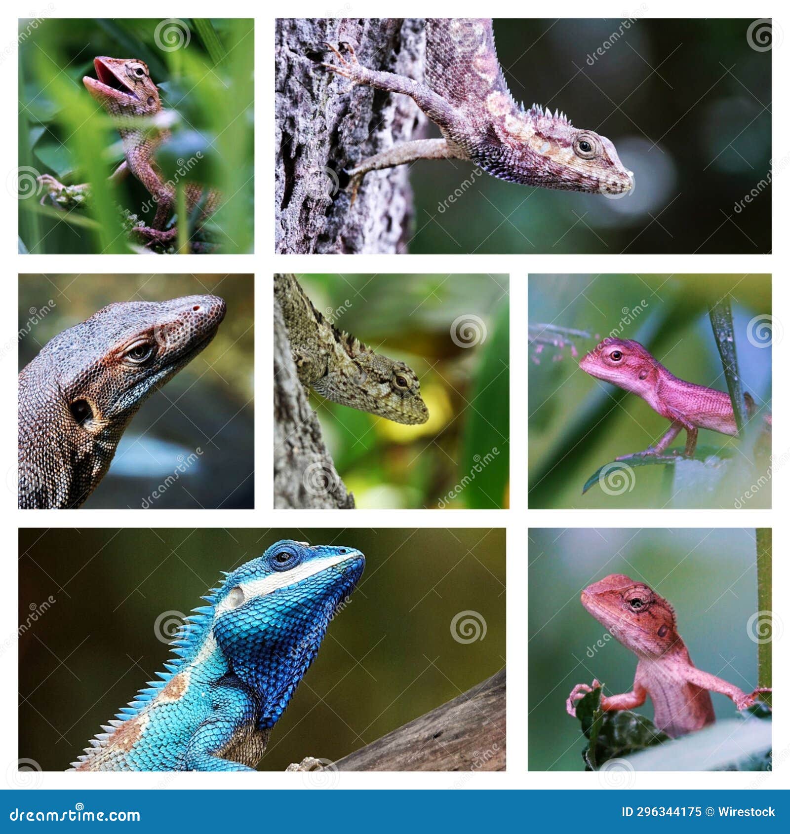 Multiple Lizards Stock Photo | CartoonDealer.com #12335910